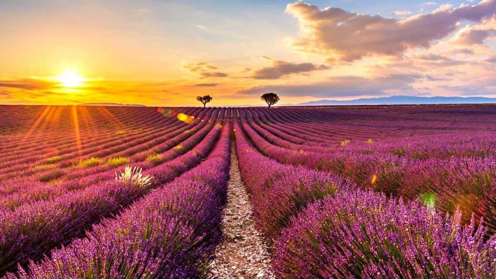 Alta Provenza: Tour nel viola e blu della lavanda | Turista Di Mestiere